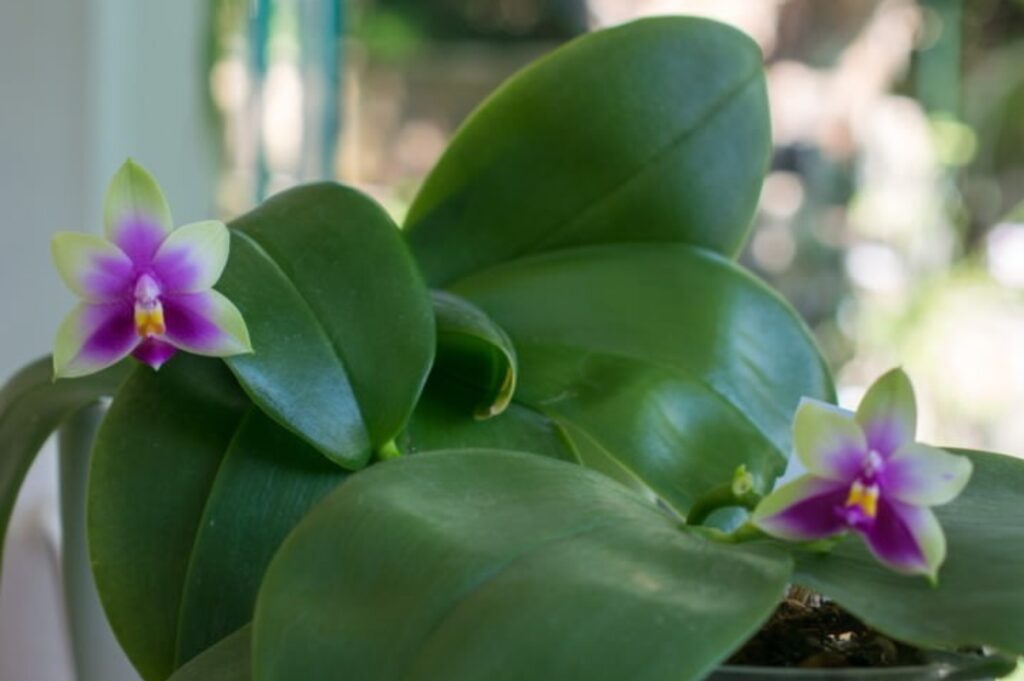 Phalaenopsis Bellina: 20 Best Care Tips For Maximum Citrus Fragrance ...