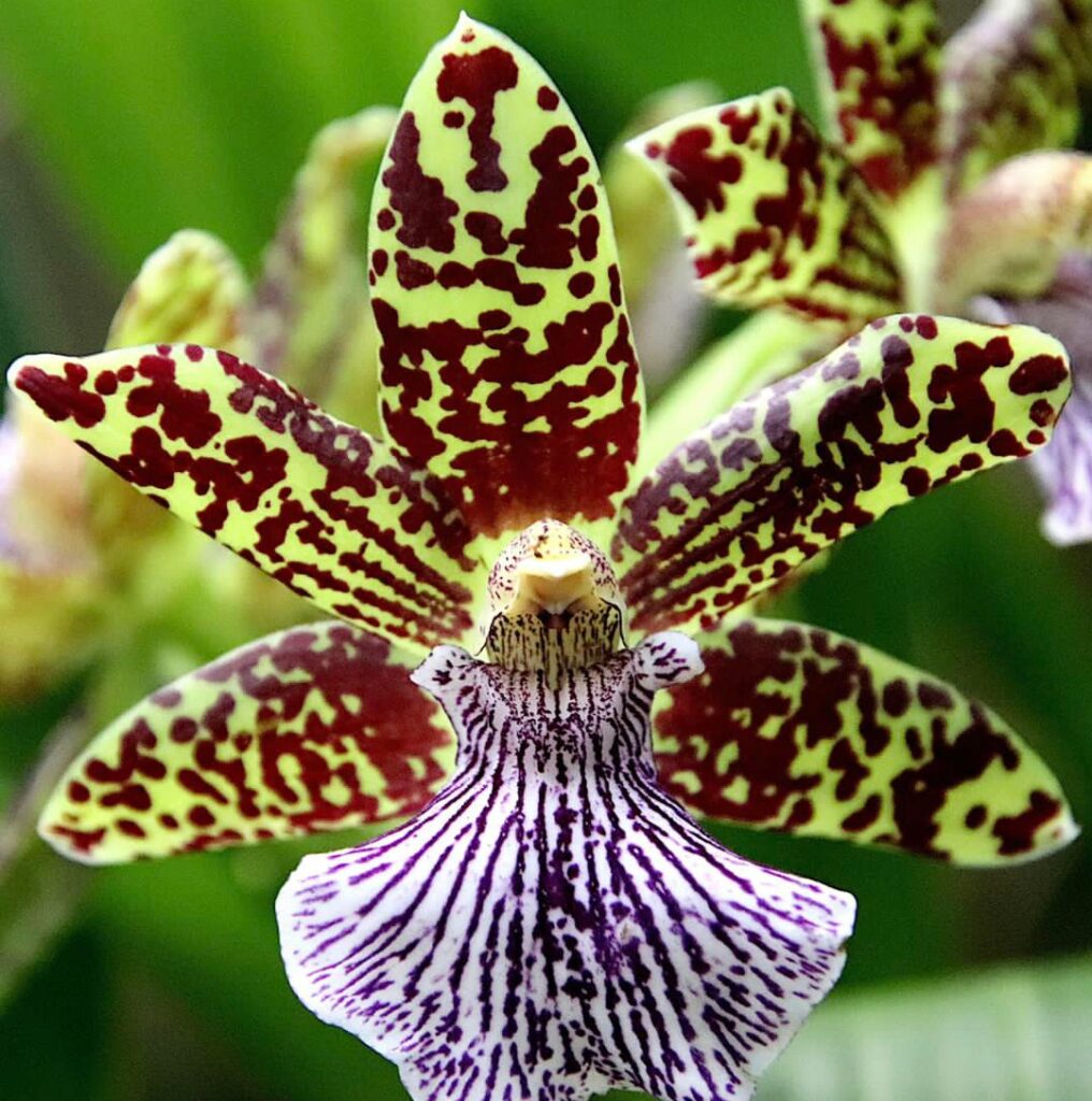 10 Best Fragrant Orchids You Must Experience—The Scents Will Amaze You ...