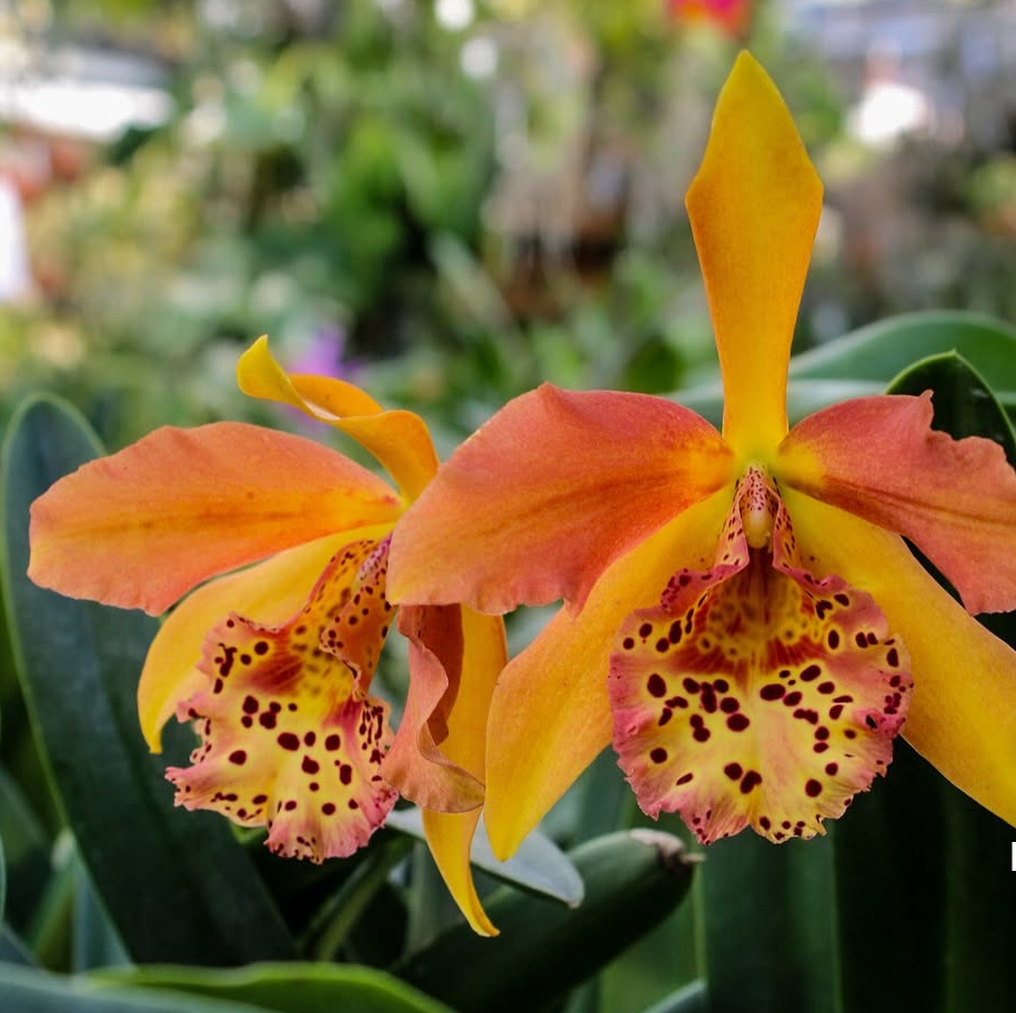 Cattleya Orchid Care : 20 Best Secrets For Endless Blooms - Freeplantscare