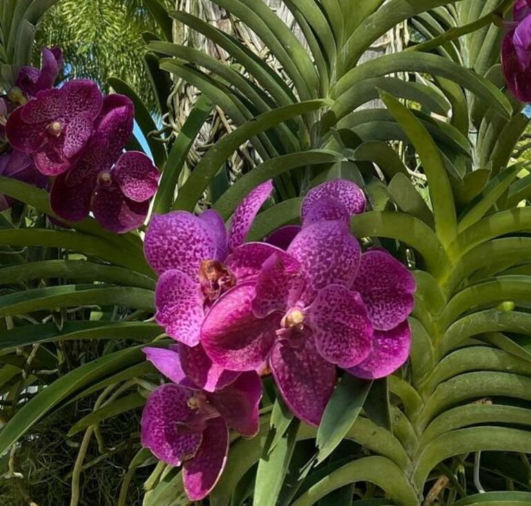 Orchid Reblooming: 10 Best Natural Techniques - Freeplantscare