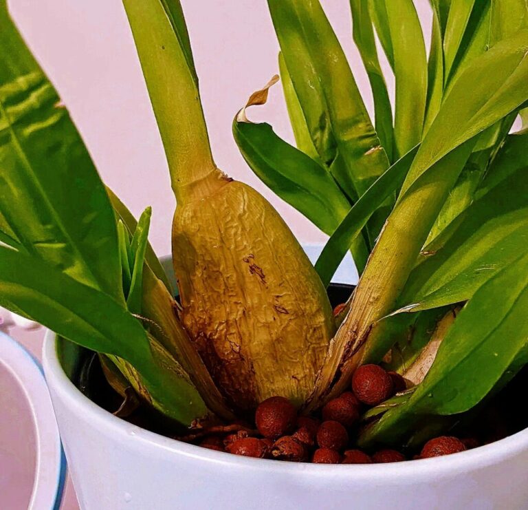 Oncidium Orchid Pseudobulb Rot 101: The Ultimate Guide