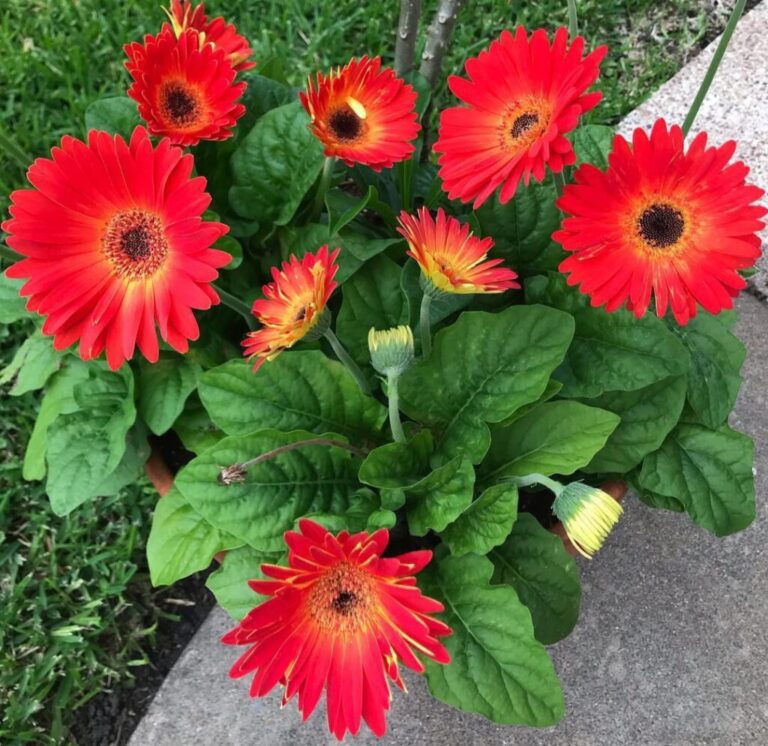 Gerbera Daisy : 17 Step-by-Step Growing And Care Guide For Beginners ...