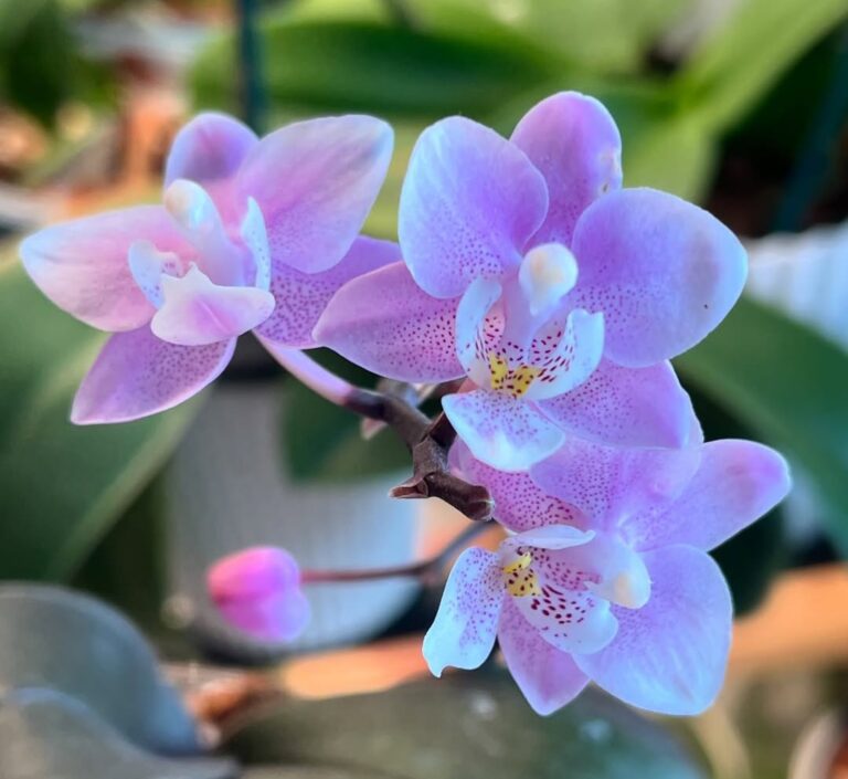 Mini Orchid Care: The 20 Secrets To Keeping Them Alive! - Freeplantscare