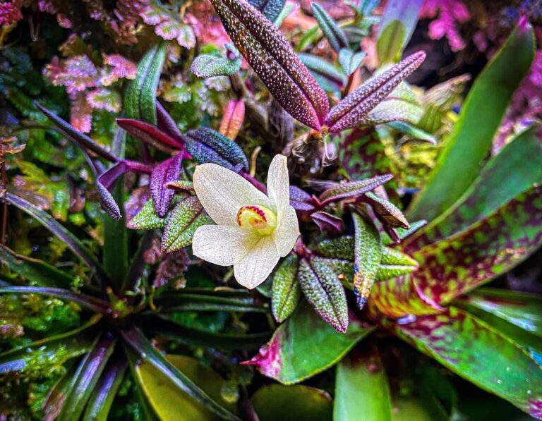 Mini Orchid Care: The 20 Secrets To Keeping Them Alive! - Freeplantscare