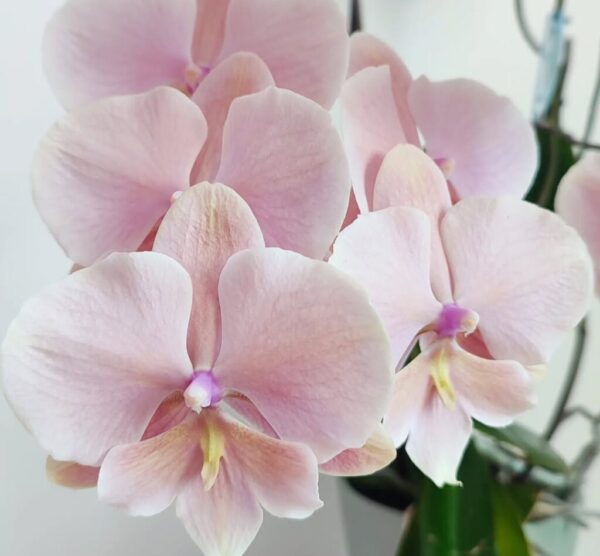 Orchid Care In Winter: 12 Best Places And Essential Tips (Dos & Don’ts)