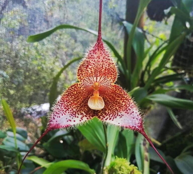 Mini Orchid Plants: 10 Best Care Tips & Stunning Display Ideas ...