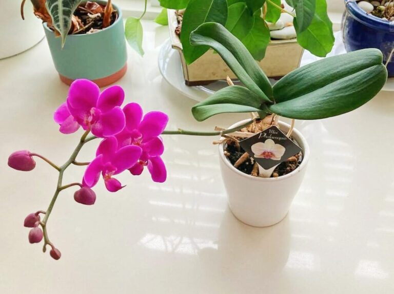 Mini Phalaenopsis Orchid: The #1 Secret To Non-Stop Blooms ...