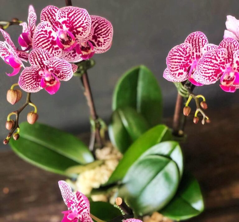 Mini Phalaenopsis Orchid Care Guide: Watering, Light & Repotting Tips ...