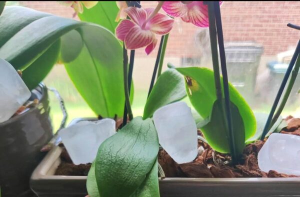Orchid Ice Cube Watering: Is It A Myth Or A Good Method? - Freeplantscare