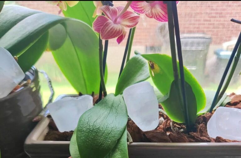 Orchid Ice Cube Watering: Is It A Myth Or A Good Method? - Freeplantscare