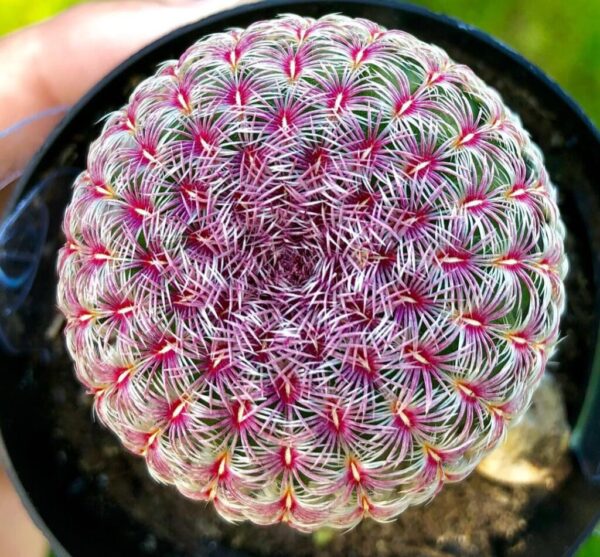 21 Most Expensive Cactus Species Worth A Fortune - Freeplantscare