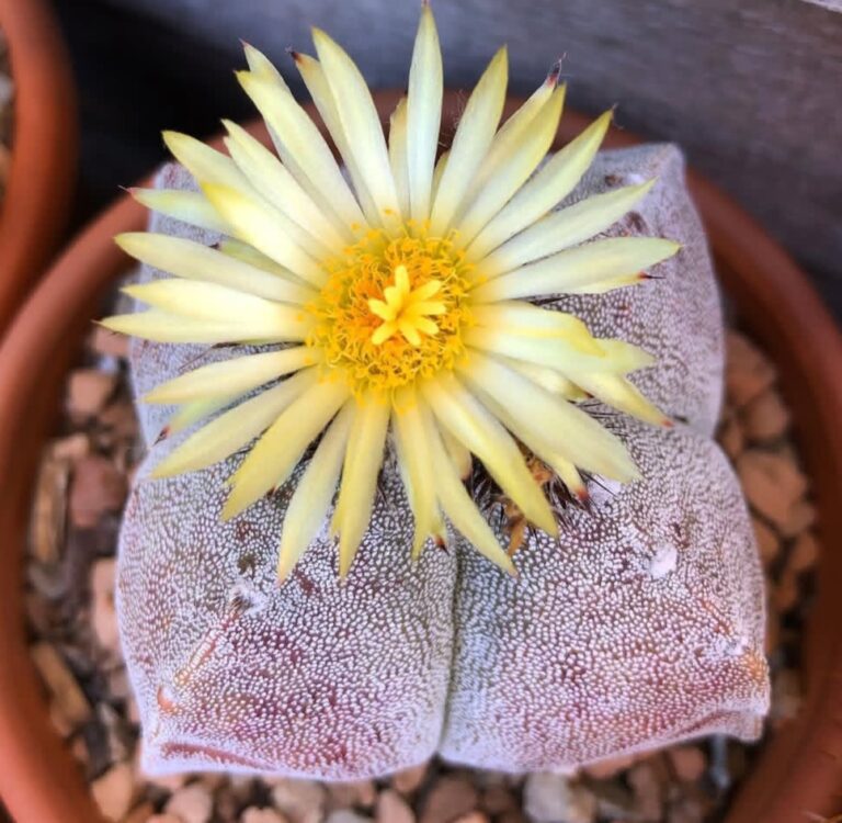 21 Most Expensive Cactus Species Worth A Fortune - Freeplantscare