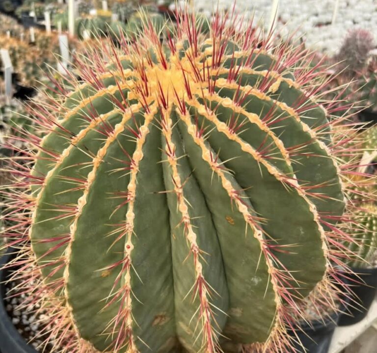 21 Most Expensive Cactus Species Worth A Fortune - Freeplantscare