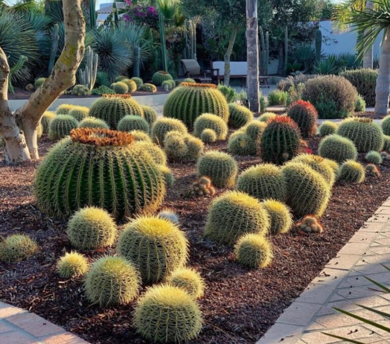 21 Most Expensive Cactus Species Worth A Fortune - Freeplantscare