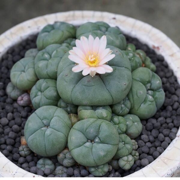 21 Most Expensive Cactus Species Worth A Fortune - Freeplantscare