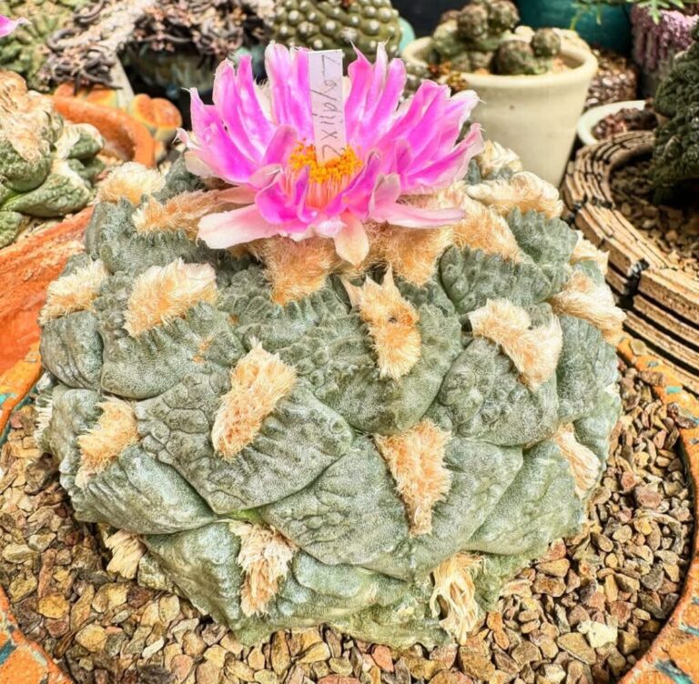 21 Most Expensive Cactus Species Worth A Fortune - Freeplantscare