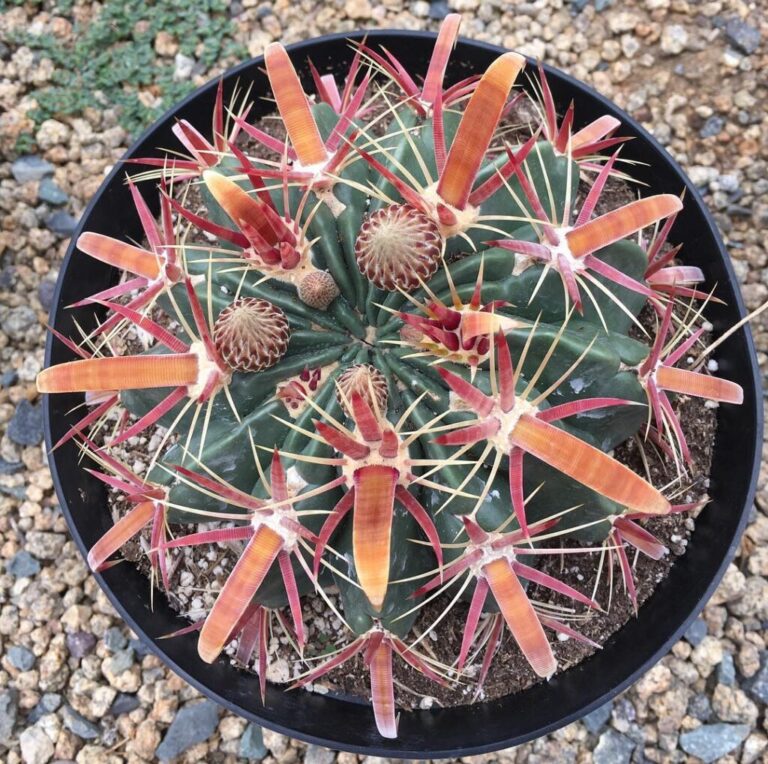 21 Most Expensive Cactus Species Worth A Fortune - Freeplantscare