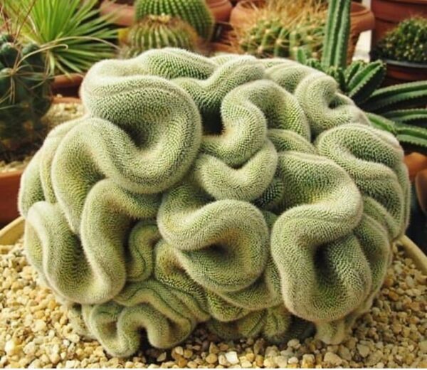 21 Most Expensive Cactus Species Worth A Fortune"