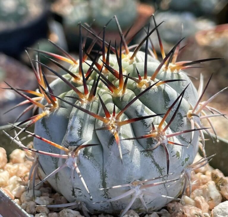 21 Most Expensive Cactus Species Worth A Fortune - Freeplantscare