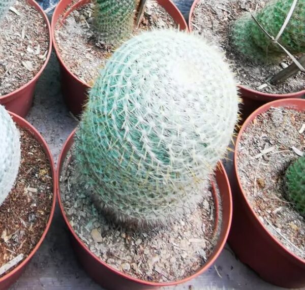 21 Most Expensive Cactus Species Worth A Fortune - Freeplantscare