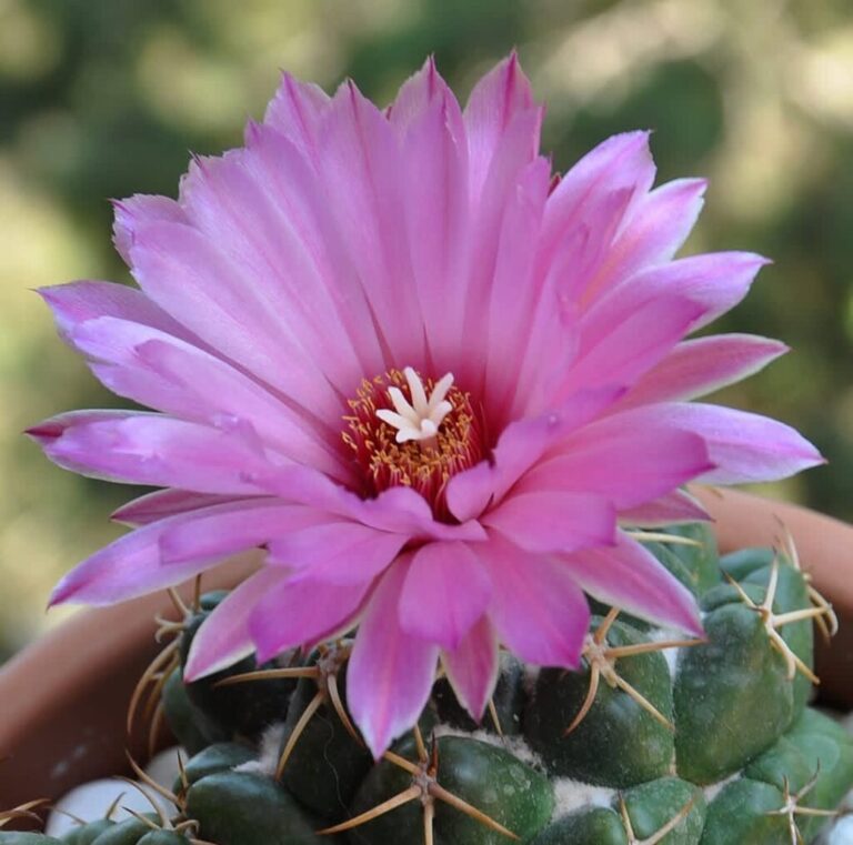21 Most Expensive Cactus Species Worth A Fortune - Freeplantscare