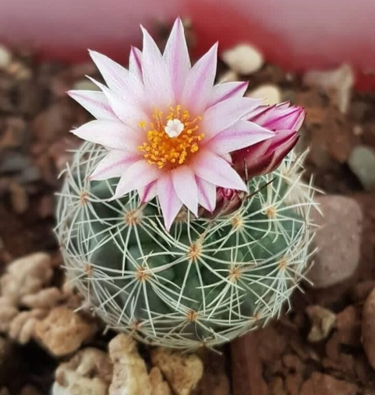 21 Most Expensive Cactus Species Worth A Fortune - Freeplantscare