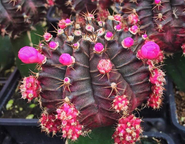 21 Most Expensive Cactus Species Worth A Fortune - Freeplantscare