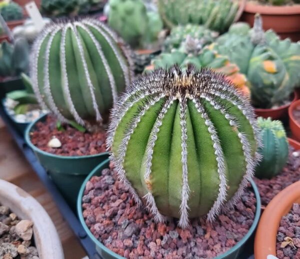 21 Most Expensive Cactus Species Worth A Fortune - Freeplantscare