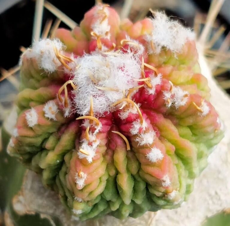 21 Most Expensive Cactus Species Worth A Fortune - Freeplantscare