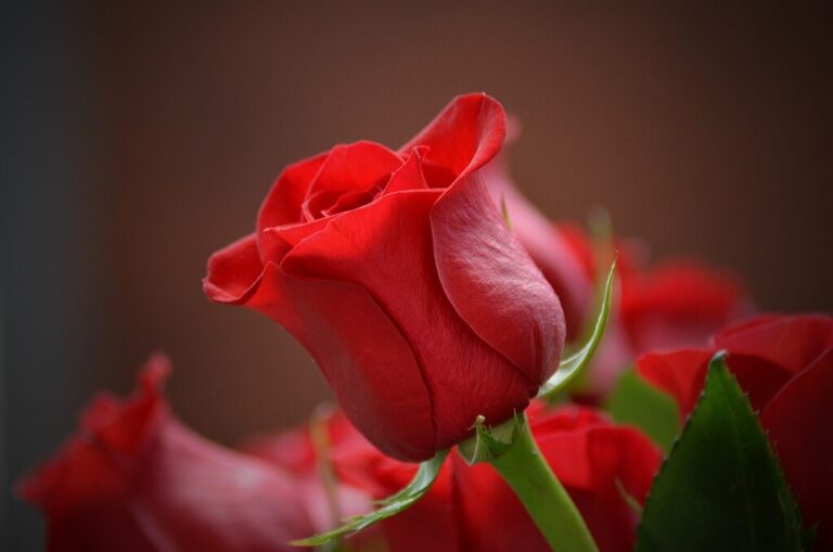 Mini Roses Care: 20 Essential Steps For Stunning Blooms - Freeplantscare