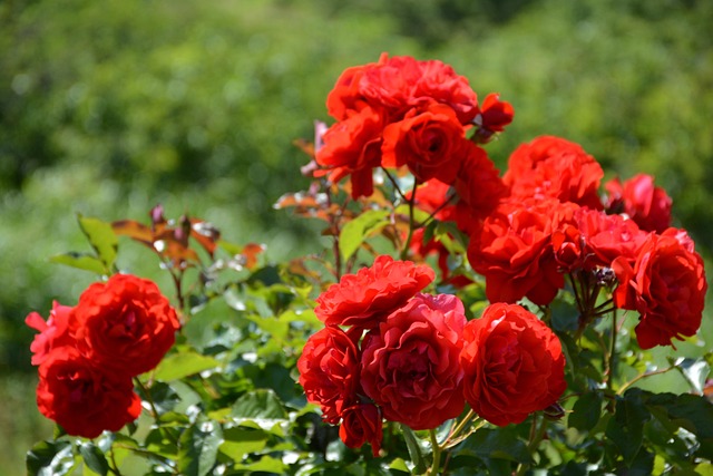 Red Roses Care: 8 Powerful Tips For Beginners To Grow Stunning Roses!