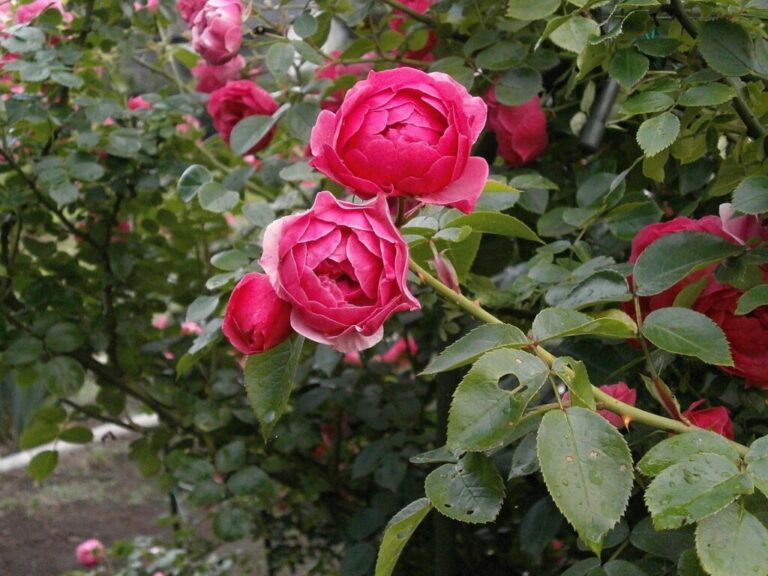 Mini Roses Care: 20 Essential Steps For Stunning Blooms - Freeplantscare