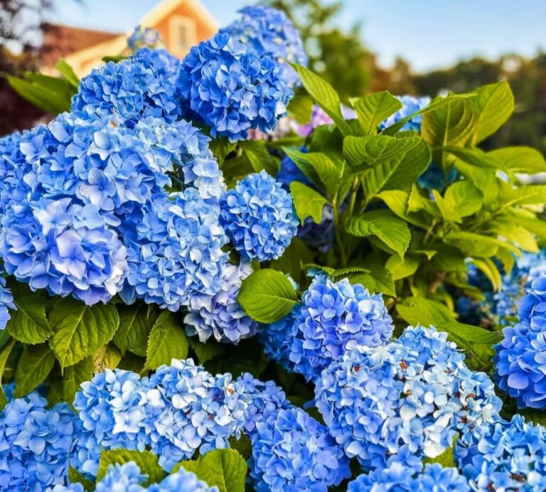 Hydrangea Blue Color: 10 Best Expert Tips For Beginners To Grow In Pots ...
