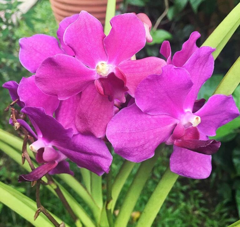Vanda Orchid Care: 10 Best Tips For Thriving Blooms - Freeplantscare