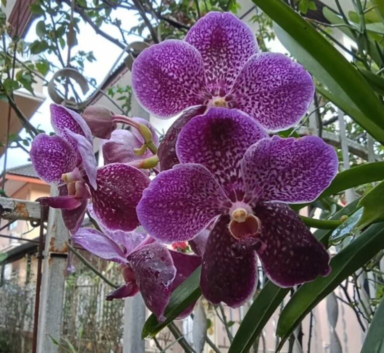 Vanda Orchid Varieties: 10 Best Stunning Types For Your Greenhouse ...