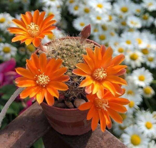 Cactus Flowering: 7 Best Tips To Make Your Cactus Bloom - Freeplantscare