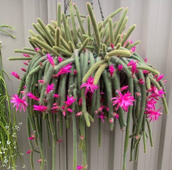 Rat Tail Cactus: 10 Expert Tips For Stunning Growth - Freeplantscare