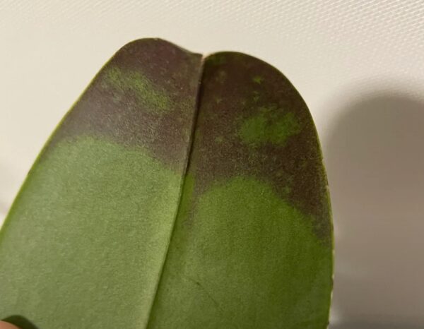Is Your Orchid Sick? 10 Shocking Diseases And How To Cure Them ...