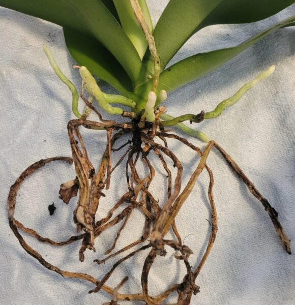 Orchid Root Problems: 5 Types Of Root Diseases & Quick Solutions ...