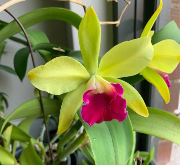 Cattleya Flower: 20 Best Growing Secrets Revealed - Freeplantscare