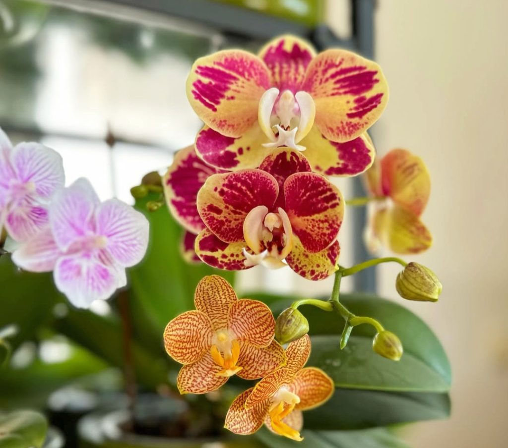 Indoor Orchid Setup: 20 Brilliant Ideas For Small Spaces - Freeplantscare