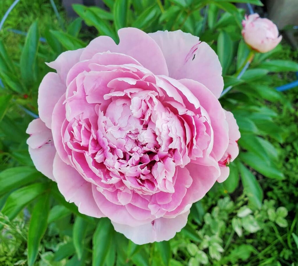 Peony Fertilizer: 20 Expert Picks For The Best Blooms Ever - Freeplantscare
