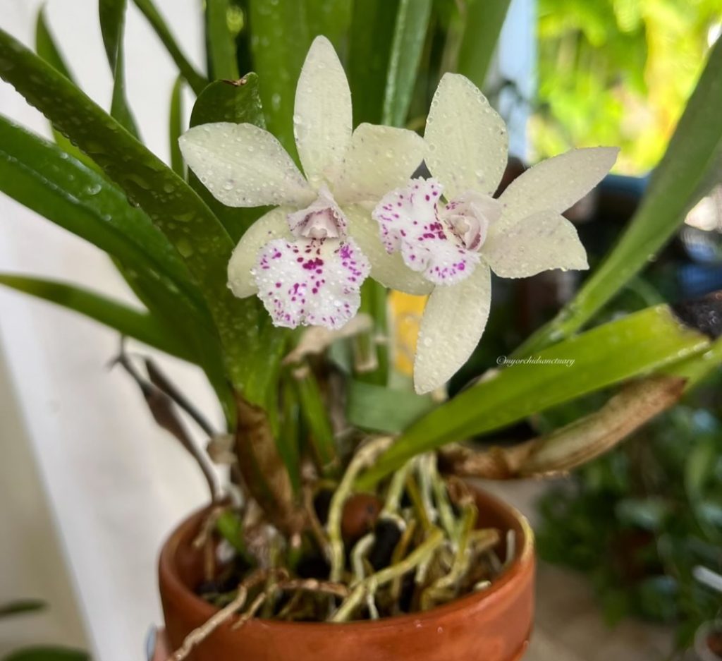 Cattleya Flower: 20 Best Growing Secrets Revealed - Freeplantscare