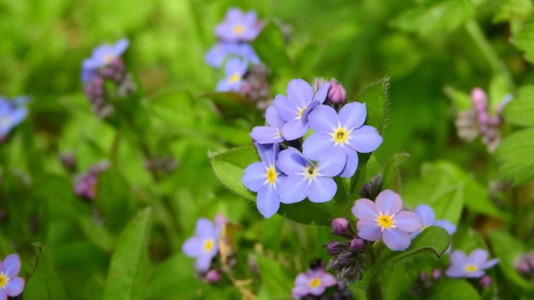 Forget Me Not Flower: The Ultimate 20-Point Care Guide - Freeplantscare