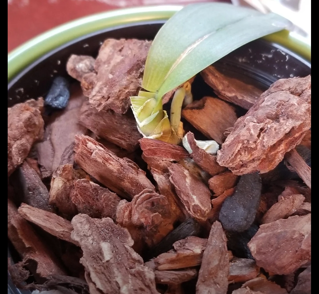 Orchid Leaves Fallen Off: 20 Expert Tips For The Best Regrowth ...
