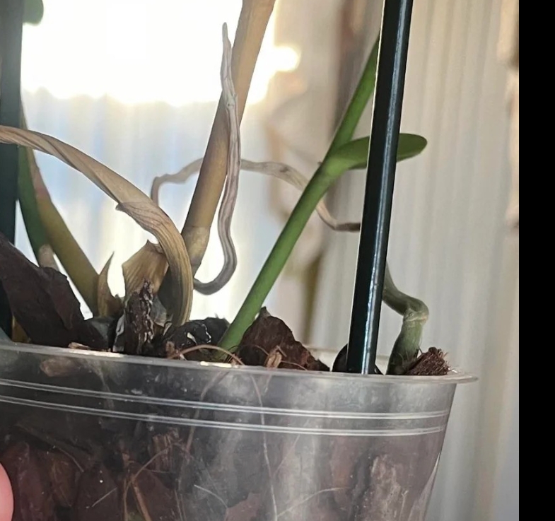 Orchid Leaves Fallen Off: 20 Expert Tips For The Best Regrowth ...