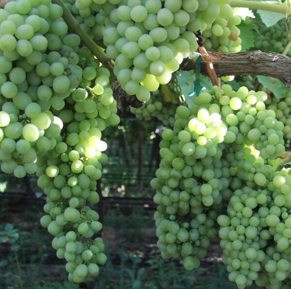 Cotton Candy Grapes : 20 Best Tips To Grow Them At Home - Freeplantscare