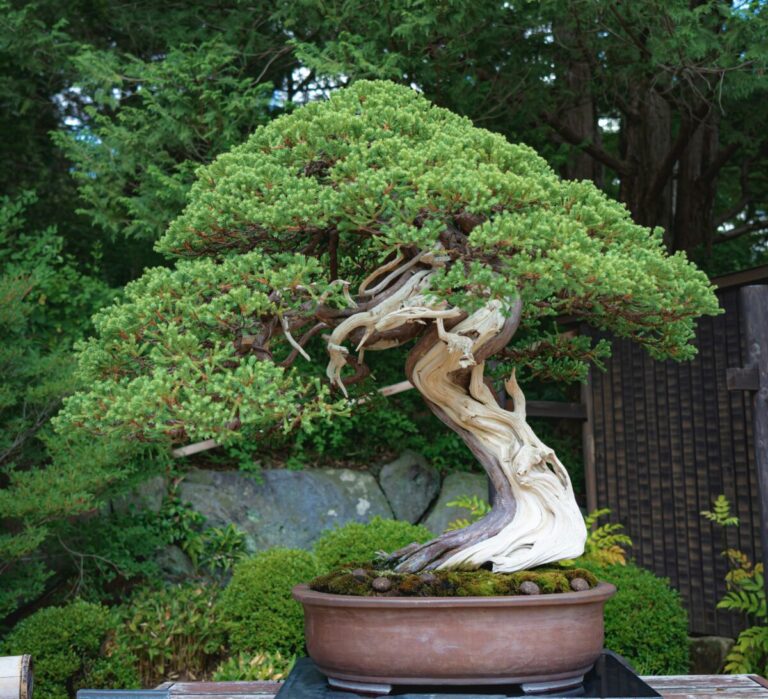 Bonsai Tree Symbolism: 12 Best Meanings Of Common Varieties