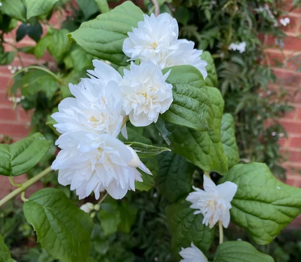 Jasmine Flower: 20 Best Secrets For Fragrant Blooms - Freeplantscare