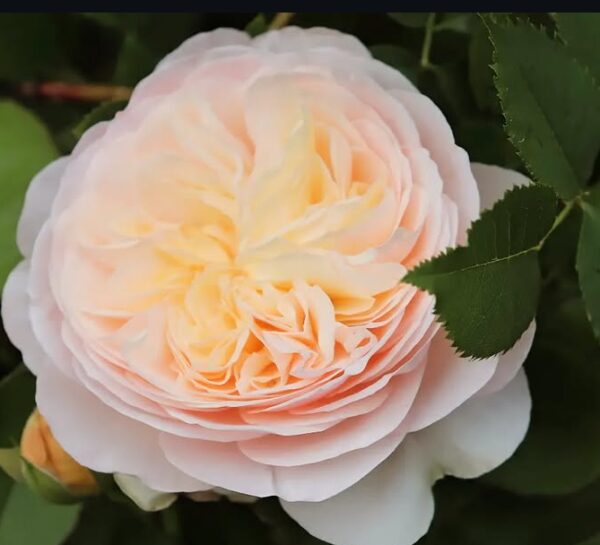 Juliet Rose: 20 Best Tips For Care And Blooming - Freeplantscare